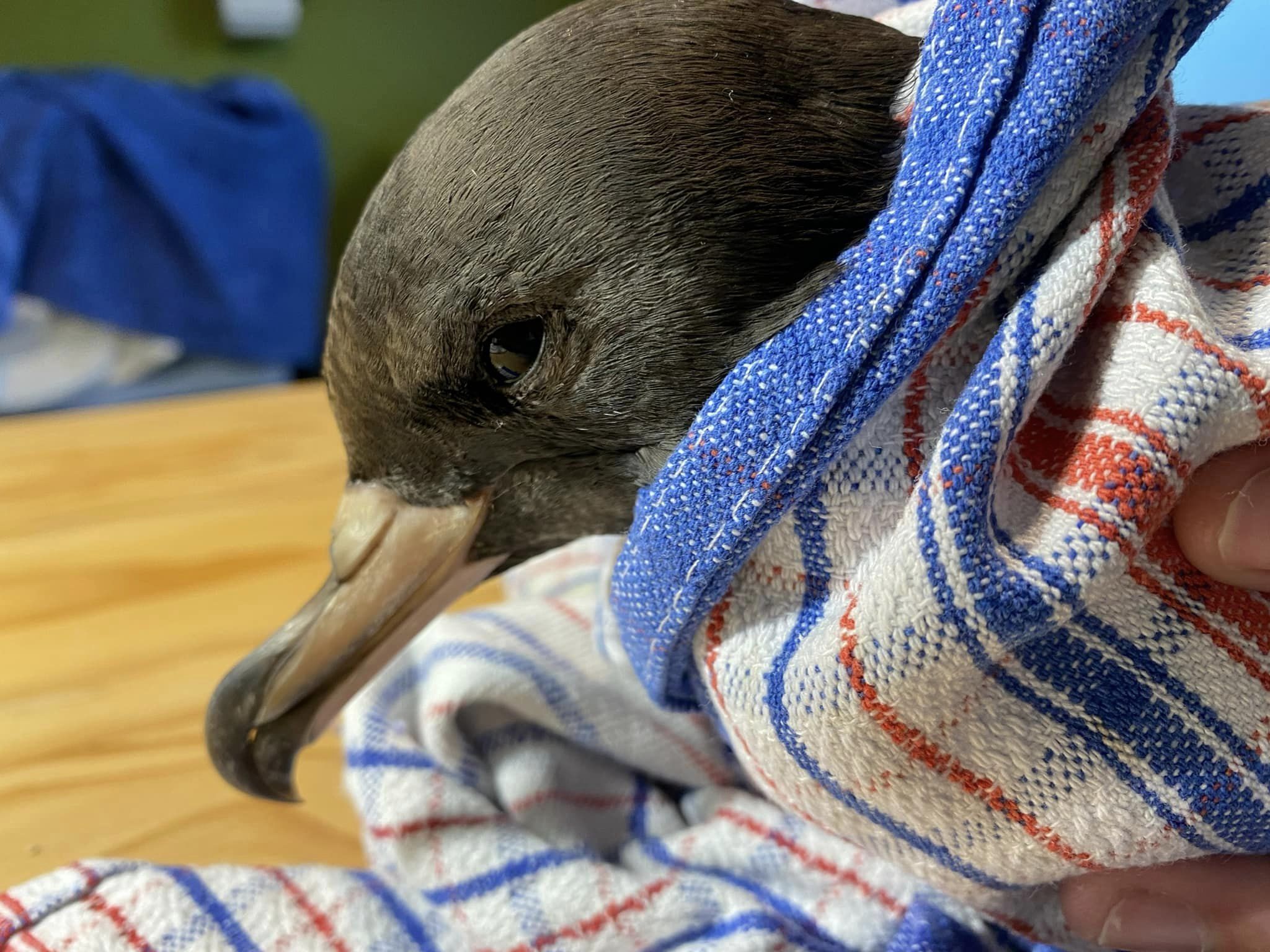Waiheke Native Bird Rescue | Tīkapa Moana | Hauraki Gulf Conservation Trust