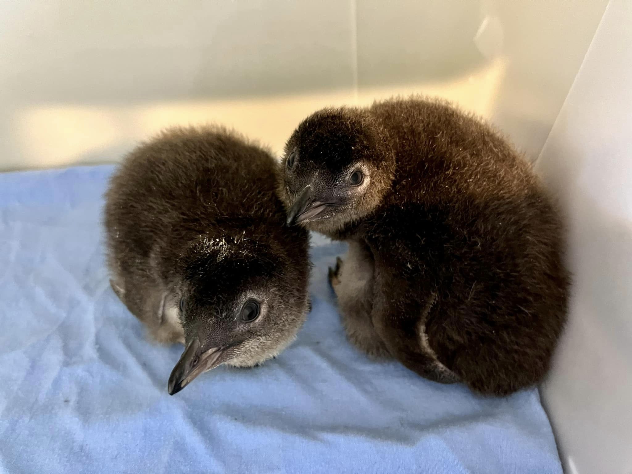 Waiheke Native Bird Rescue | Tīkapa Moana | Hauraki Gulf Conservation Trust