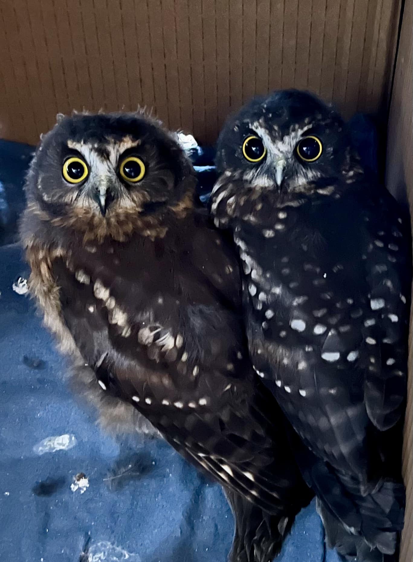 Waiheke Native Bird Rescue | Hauraki Gulf Conservation Trust